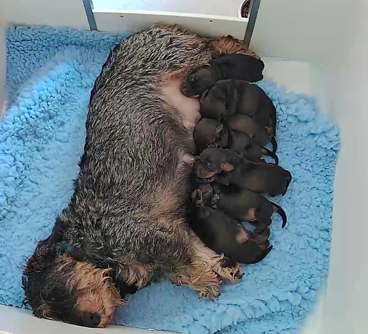 Onze pups en foto's - Teckelkennel van de Heerlijkheid Wisch