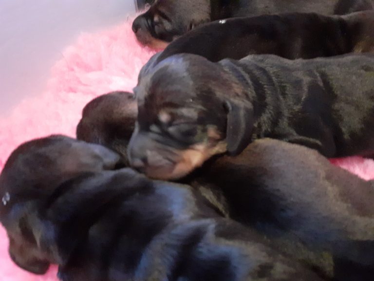 Onze pups en foto's - Teckelkennel van de Heerlijkheid Wisch