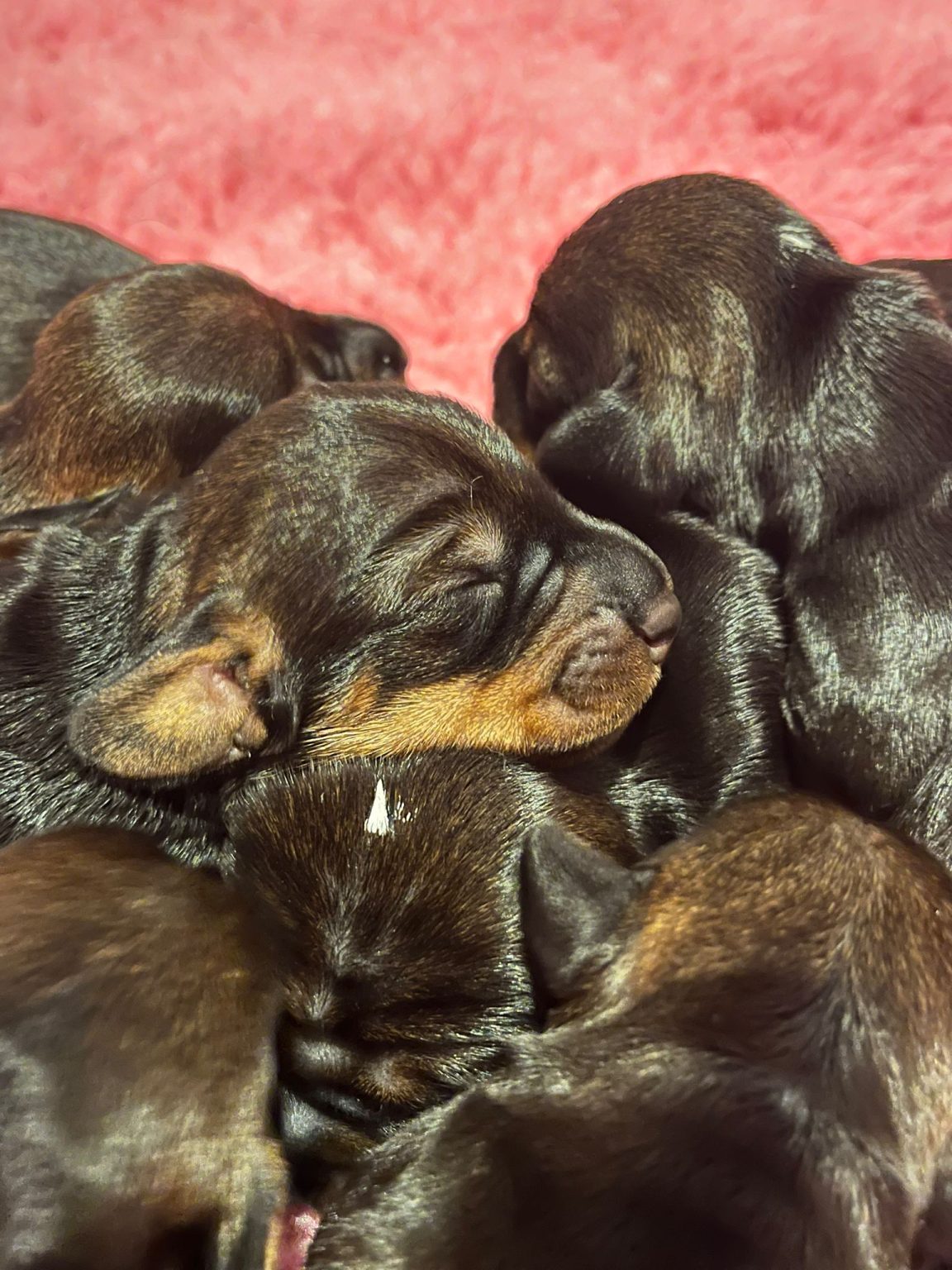 Onze pups en foto's - Teckelkennel van de Heerlijkheid Wisch