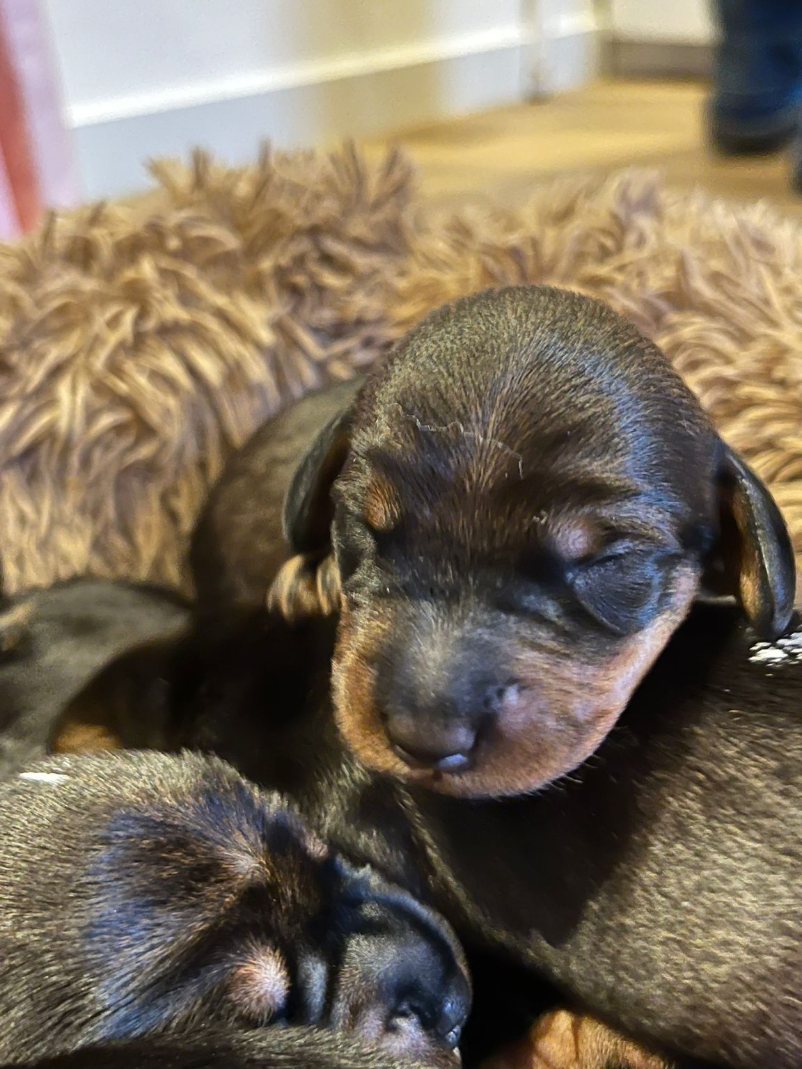 Onze pups en foto's - Teckelkennel van de Heerlijkheid Wisch