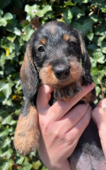 Onze pups en foto's - Teckelkennel van de Heerlijkheid Wisch